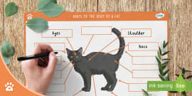 Cat Story Ideas Worksheet - Primary Resource (teacher made)