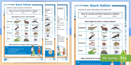 KS1 Beach Habitat Information PowerPoint