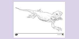 Bearded Dragon Anatomy Poster - Bearded Dragon Body Parts