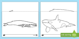 EYFS Whale Body Parts Labelling Activity (teacher made)