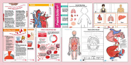 Inside the Human Body Informational PowerPoint - Twinkl