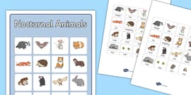 Nocturnal Animals Word Mat | Ages 3–7 | Twinkl Resources