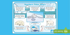 Polar Bear Fact Cards - Twinkl - KS1 (teacher made) - Twinkl