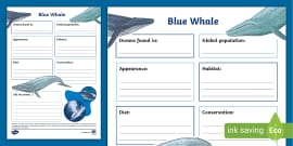 Blue Whale Fact Sheet - Display Poster (teacher made)