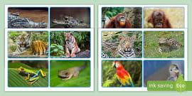 Animals and Their Young Matching Picture Cards - Twinkl