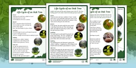 Life Cycle of an Oak Tree Resource Pack (teacher made)