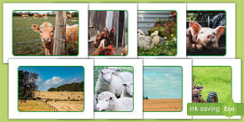 What is a Farm? | Farms for Kids | Twinkl Teaching Wiki