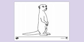 What is a Meerkat? | Facts for Kids - Twinkl