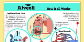 Respiratory System Labelled Diagram Display Poster | Twinkl