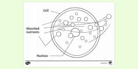 FREE! - Diagram of Ozone Absorbing UV-B Radiation | Colouring Sheets