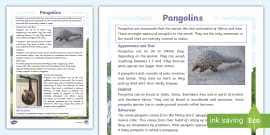 What is a Pangolin? – Pangolin Facts for Kids – Twinkl