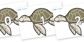 Numbers 0-100 on Turtles (teacher made)