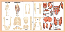 Diagram of Human Skeleton Without Labels and With Labels