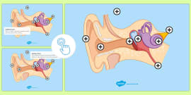 The Structure of the Eye Picture Hotspots (teacher made)