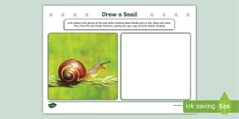 Parts of a Snail Worksheet / Worksheet (Teacher-Made)