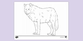 Wolves Colouring Page | Colouring Sheets (teacher made)