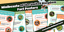 Minibeast Fact File Template - Twinkl Minibeasts