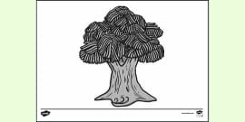 Sycamore Tree Colouring Sheet | Tree Colouring Pages | KS1