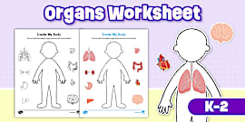 Body Organs Worksheet | Inside the Living Body | Twinkl USA