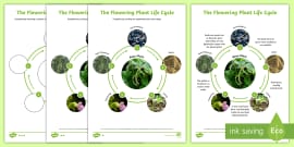 Flowering Plant Life Cycle | Facts and Resources | Twinkl