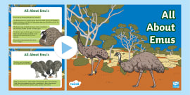 Emu Life Cycle Worksheet / Worksheets (teacher made)