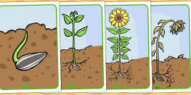 Sunflower Life Cycle Stages PowerPoint (teacher made)
