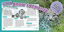 KS1 Snow Leopard Fact File - Animals - Twinkl
