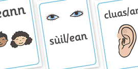 Scottish Gaelic Number Display Posters (teacher made)