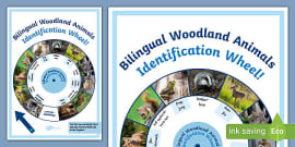 What is Bilingual? - Twinkl