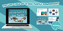 Sea Turtle Life Cycle Worksheet (Under the Sea) - Twinkl