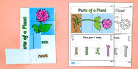 FREE! - Different Parts of Plants and their Functions PowerPoint