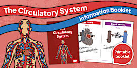 The Human Circulatory System Word Mat - Twinkl - KS2