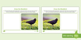 Draw the Robin Activity (teacher made) - Twinkl