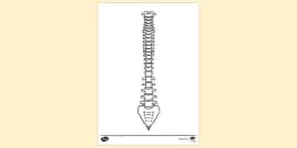 FREE! - Spine Colouring | Colouring Sheets (Teacher-Made)