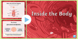 Human Body Organs Display Posters (teacher made)