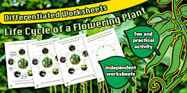 Flowering Plant Poster - Plant Life Cycle Display Resource
