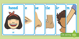 Body Flashcards | Body Parts | Ages 5-6 | Twinkl