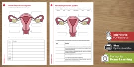 KS3 Menstrual Cycle Graph Worksheet (teacher made)