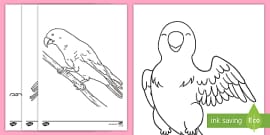 Parrot Outline Template (teacher made) - Twinkl