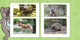 Australian Animals Word Mat | Australian Animals With Words