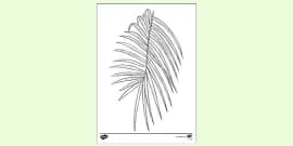 Gum Leaf Template | Primary Resources | Twinkl - Twinkl
