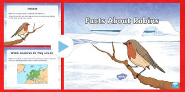 Australia Robin Life Cycle PowerPoint (teacher made)