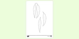 FREE! - Gum Leaves Colouring Sheet | Colouring Sheets