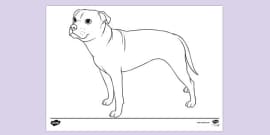Staffordshire Bull Terrier Dog Colouring | Colouring Sheets