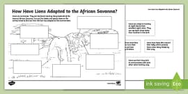 Zebras in the Savanna and Animal Adaptation | Twinkl