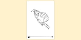 FREE! - Jumping Flea Colouring | Colouring Sheets - Twinkl