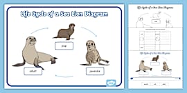KS1 Sea Lion Fact File