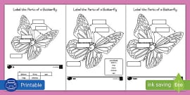 Bee Anatomy Worksheet – Bee Diagram –Foundation – Y2
