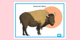 FREE! - American Bison Page Border | Page Borders | Twinkl