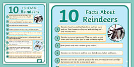 All About Reindeer - Reindeer Facts PowerPoint - KS1
